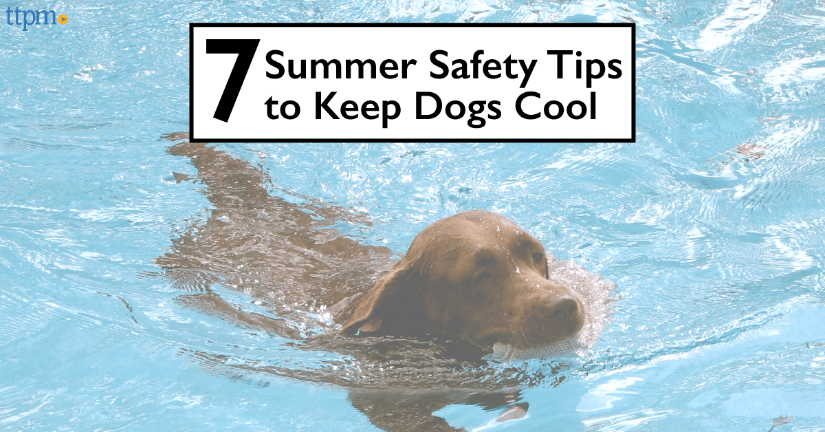 7 Summer Safety Tips for Dogs | TTPM