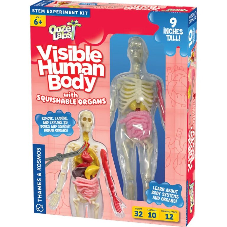 Ooze Labs Visible Human Body | TTPM