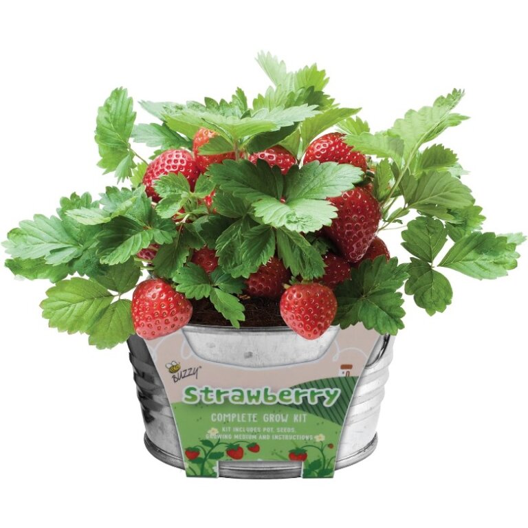 Best Toy Reviews | TTPM